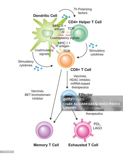 T Cell Activation Illustration High Res Vector Graphic Getty Images