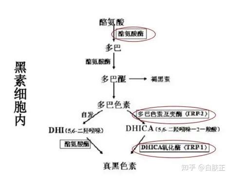 多巴影响着黑色素的代谢 知乎