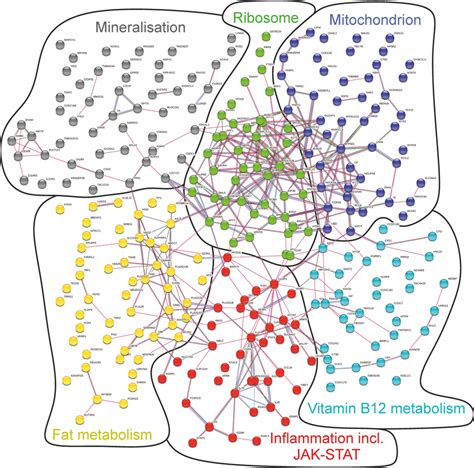 Protein Protein Associations Of Variant Protein Coding Sequences Download Scientific Diagram