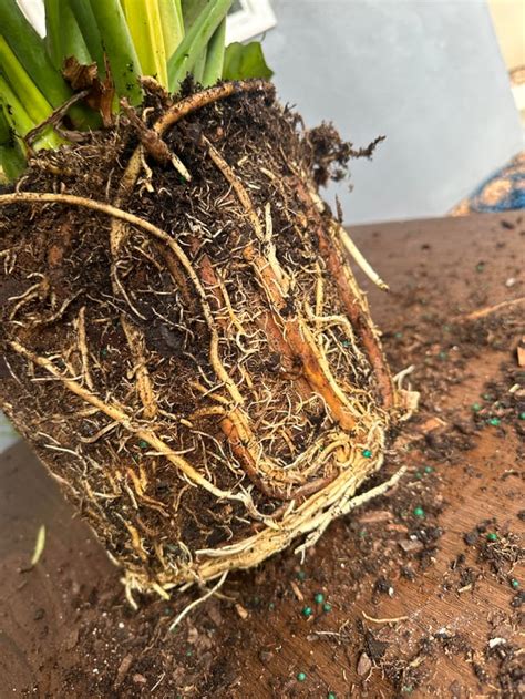 Help With Replanting Very Root Bound Philodendron R Indoorgarden