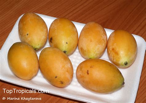 Bouea Burmanica Marian Plum Top Tropicals Plant Encyclopedia