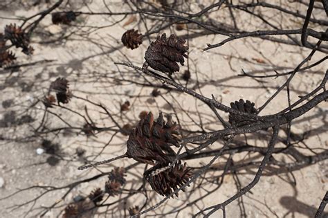 Capacity Building Workshop On Management Practices For The Restoration