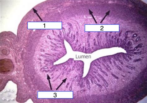 Bio 314 Lab Anatomy Of Reproductive System Flashcards Quizlet