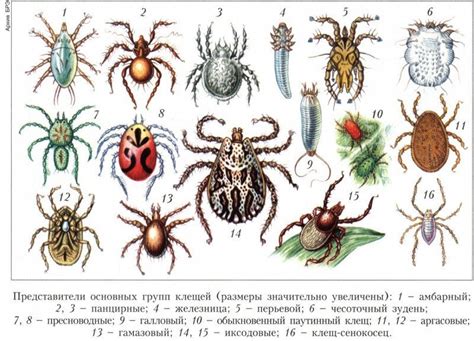 Клещи у собак и кошек. Профилактика. Средства от клещей