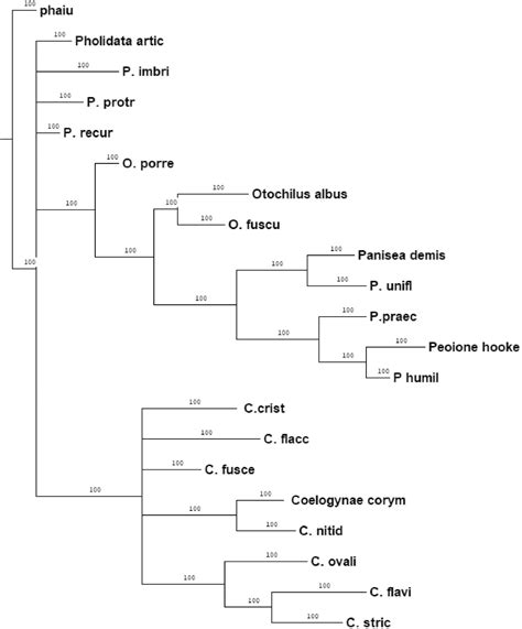 Figure 2 From Cladistic Analysis Of Morpho Anatomical Data Of Subtribe Coelogyninae Of Nepal