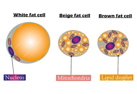 Adipócitos Tipos De Lipócitos Células Adiposas Brancas Marrons E