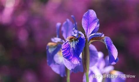 Pytorch深度学习实战 基于线性回归、决策树和svm进行鸢尾花分类 知乎