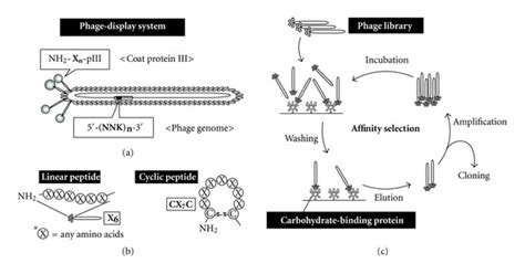 Phage Display System For Affinity Selection A A Typical Filamentous