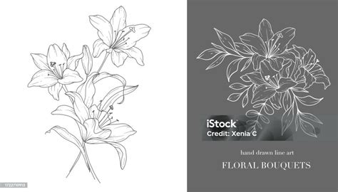백합 꽃 라인 아트 백합 꽃다발 라인 아트 가는 선 백합 배열 손으로 그린 그림입니다 나뭇잎과 꽃의 윤곽을 그립니다 식물 색칠 공부 페이지 흰색에 고립 된 백합 개요 꽃