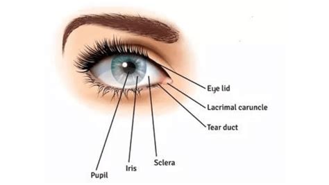 Understanding Eyelid Anatomy Centre For Surgery