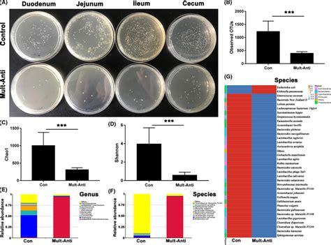 Intestinal Microbiota Assay In Zn Hens After Multiple‐antibiotics Download Scientific Diagram