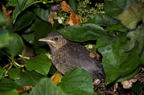 Throttle Cub Bird Free Photo On Pixabay