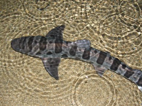 Leopard Shark Facts Diet Habitat And Pictures On Animaliabio