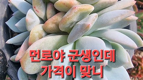묵둥다육들의 출현가성비짱다육 화분채배송 010 7635 3562택배문자주문 콩나물다육 Youtube
