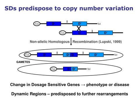 Ppt Analyzing Copy Number Variation In The Human Genome Powerpoint Presentation Id5570394