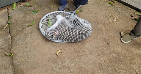 遭林姓獵人點名「授權開槍」殺狒狒 六福村不承認不否認：偵查不公開 社會 Ctwant