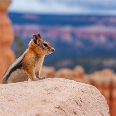 Travel To Bryce Canyon National Park In The Usa Toolacks