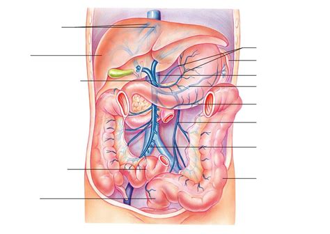 Hepatic Portal Veins Diagram Quizlet