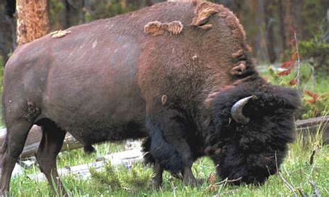 Bison Facts Information And Pictures