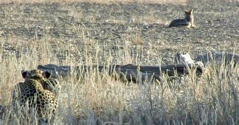 Hunter Becomes Hunted Jackal Chasing Birds Falls Victim To