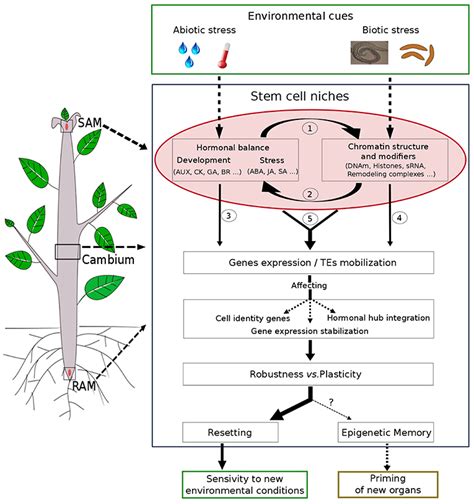 Role Phytohormone