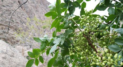 خواص باورنکردنی میوه درخت پسته کوهی بنه یا کُلخُنگ