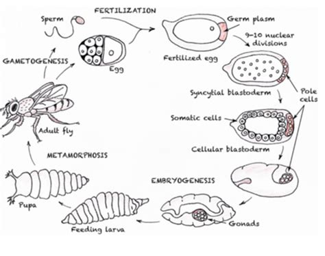 Ppt 5 Part 2 Reproduction And Morphogenesis Flashcards Quizlet