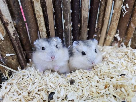 김해 드워프 햄스터 분양 네이버 블로그