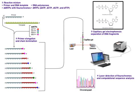 Difference Between Ngs And Sanger Sequencing Ngs Vs Sanger Sequencing