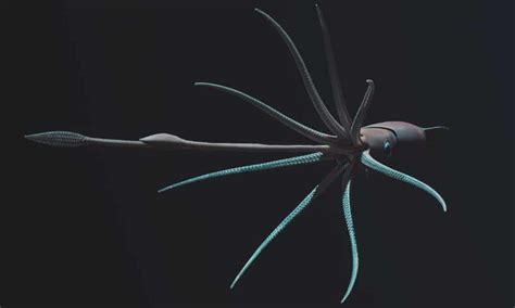 Squids Have Tentacles Colossal Squid The Eerie Ambassador From The