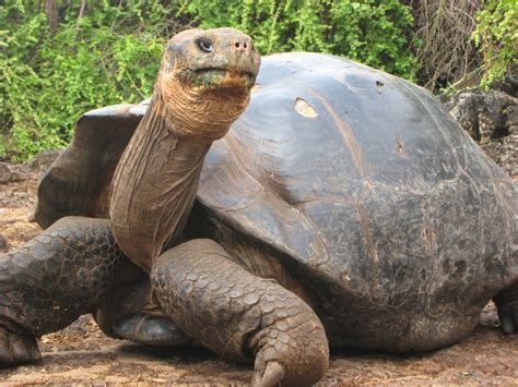 Galápagos Adventure Stunning Wildlife Fearless And Up Close