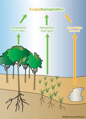 How Do Trees Affect The Weather HowStuffWorks