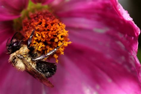 Allium Fields Gardening And Composting Advice In Greater Boston