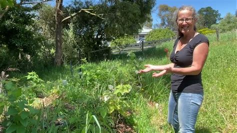 Sharing In Abundance To Extend A Raspberry Patch Permaculture Life Youtube