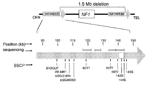 Localization Of The Nf1 Microdeletion Breakpoints The Schematic Shows Download Scientific