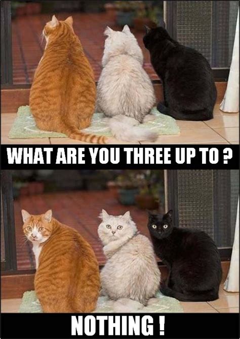 Cat Behavior Memes