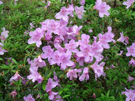 Rhododendron Mucronatum Blume G Don Var Ripense Makino E H Wilson