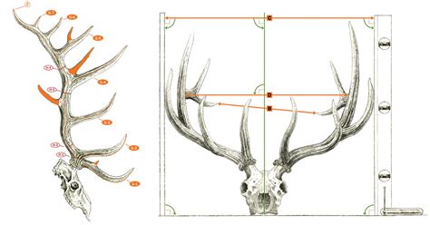 Field Judging American Elk Boone And Crockett Club