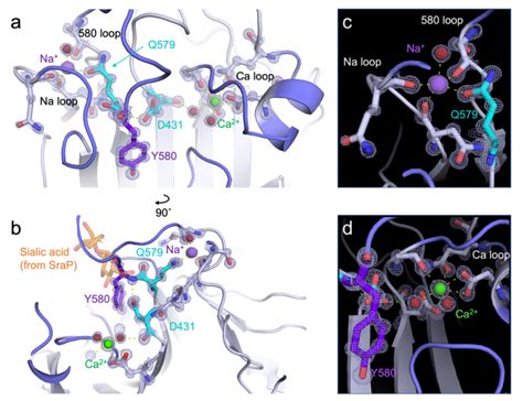 Atypical Architecture Near The Aap Glycan Binding Site A Model And