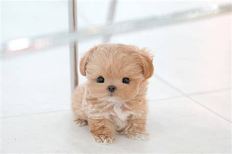 부산강아지분양 강아지분양 미유펫 푸들 말티즈 치와와 포메라니안 비숑프리제 프렌치불독