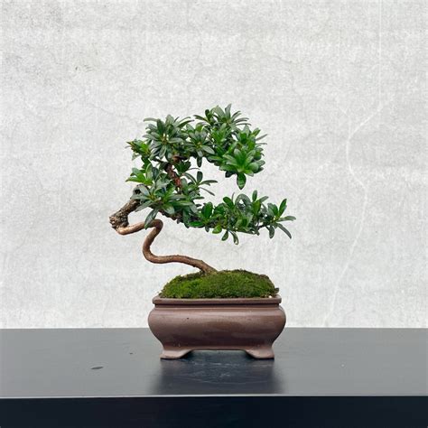 《野趣小品盆栽》07珍珠羅漢松．米葉羅漢松．原株非嫁接．母株 蝦皮購物