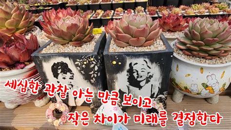 아는 만큼 보이고 작은 차이가 미래를 결정한다 다육이 키핑다육 창다육 예쁜다육 수제화분 누리수제화분 多肉植物