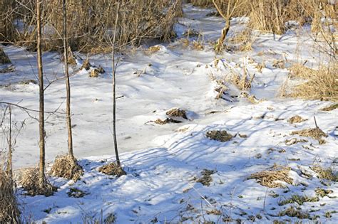 겨울 장면 프레이저 밸리의 초원 브리티시 컬럼비아 캐나다 0명에 대한 스톡 사진 및 기타 이미지 0명 겨울 광학 작용 Istock