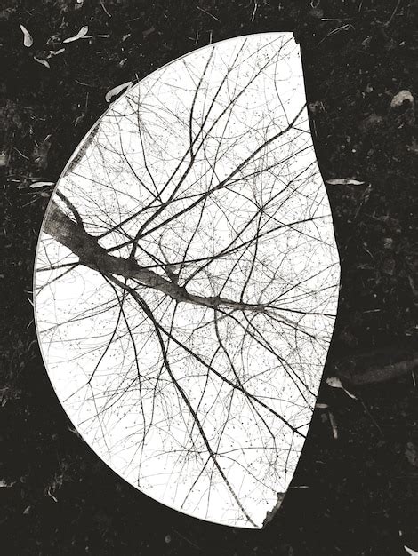 Premium Photo Reflection Of Tree In Broken Mirror