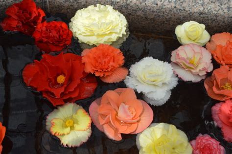 花彩色 ふじわら写真館