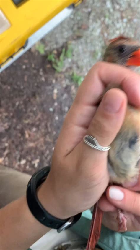 Female Northern Cardinal Witha Brood Patch A Bare Spot On Her Belly To