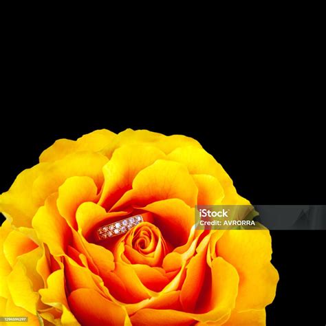 검은 색 배경에 고립 된 아름다운 꽃이 만발한 노란색 장미의 중심에 반지가 놓여 있습니다 홀리데이 발렌타인 데이 약혼 및 결혼식의 개념 0명에 대한 스톡 사진 및 기타