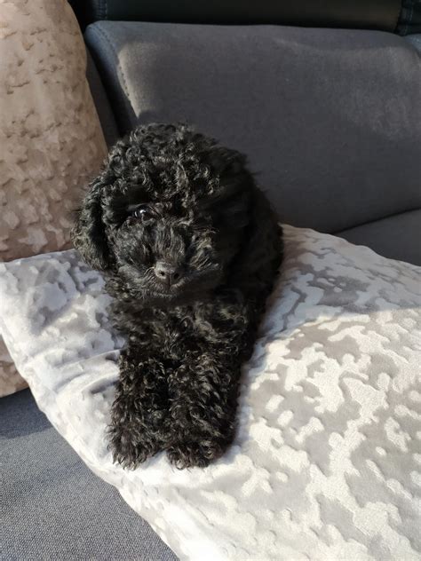 And A Half Month Old Cutie Scrolller