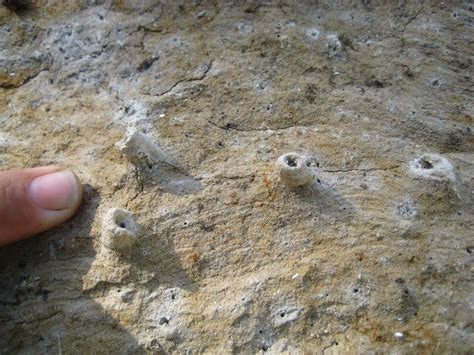 What Would You Label These Fossil Burrows Fossil Id The Fossil Forum