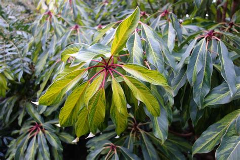 Daphniphyllum Macropodum Trees And Shrubs Online
